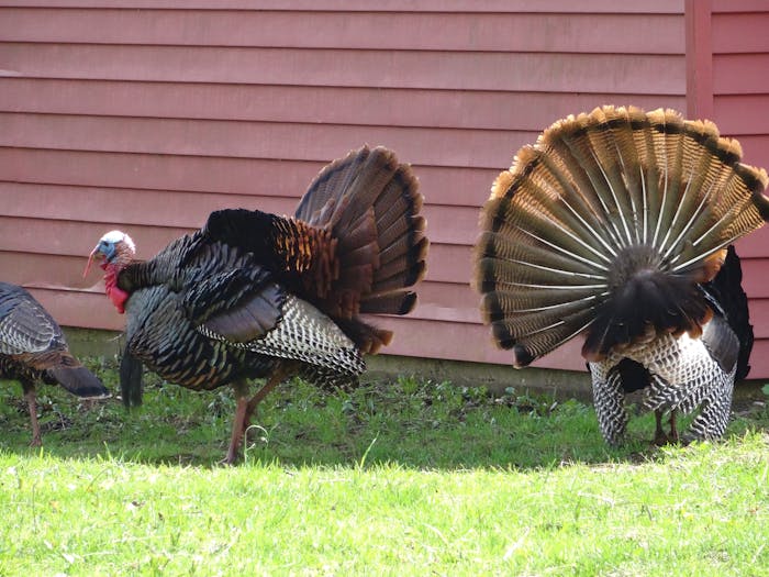 Can Domestic Turkeys Fly? Why Our Thanksgiving Meal Can't Take Flight ...