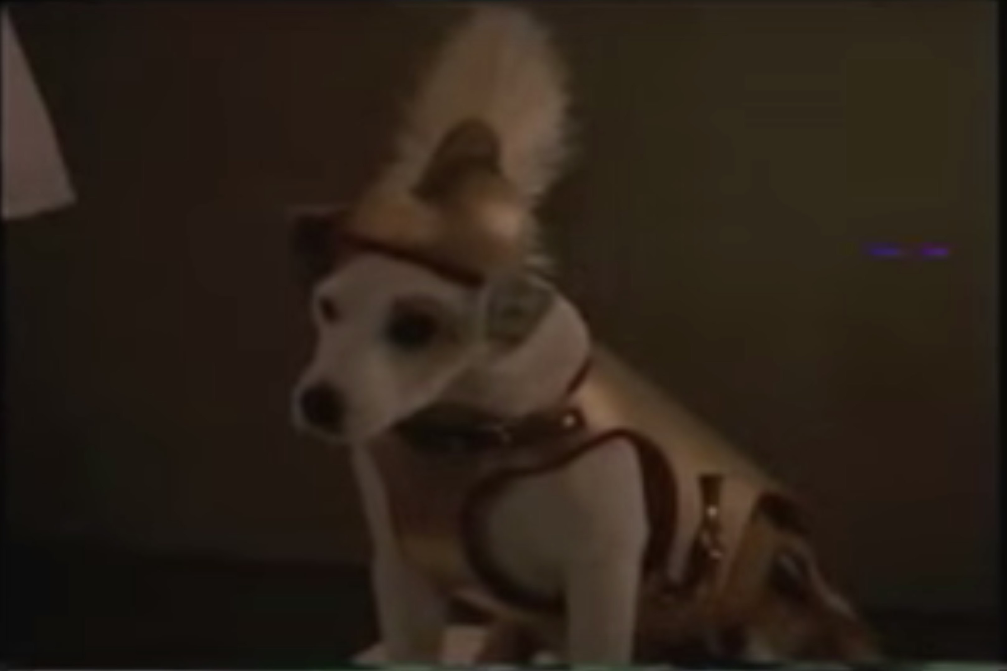 6 Times The ‘Wishbone’ Episode Was Better Than The Book | Inverse