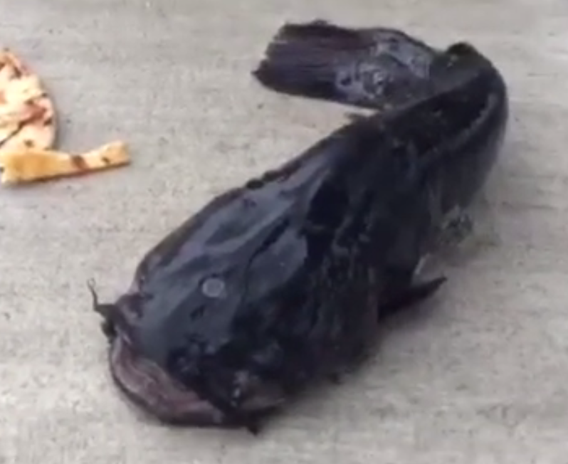Man Claims to Have Caught Three-Eyed Fish in New York's Disgusting ...