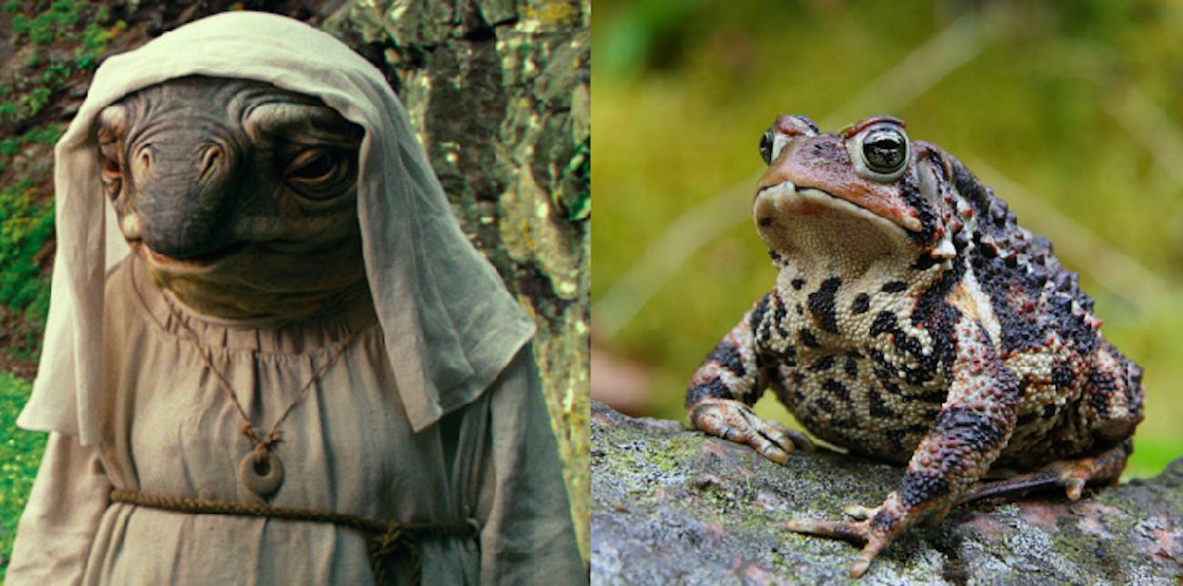 'Star Wars: The Last Jedi': The Biology of its Animals, Porgs and All ...