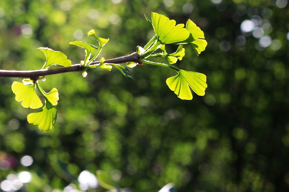 Hiroshima A-Bomb: Ginkgo Trees That Survived the Blast Still Grow | Inverse