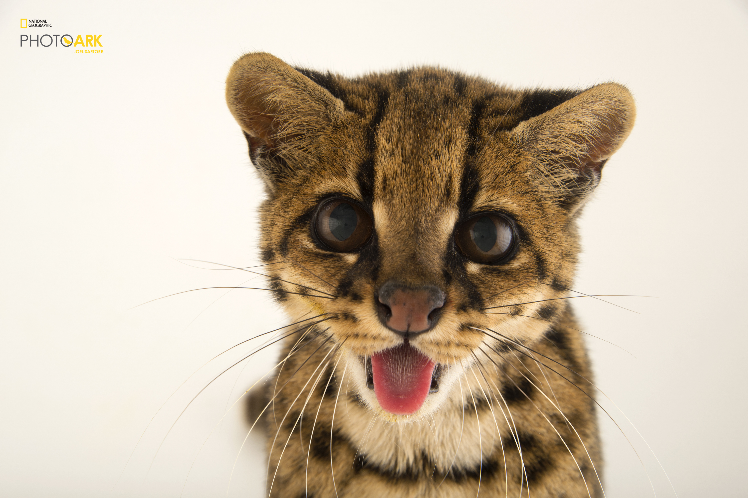 'The Photo Ark' Gorgeously Documents At-Risk Animals | Inverse