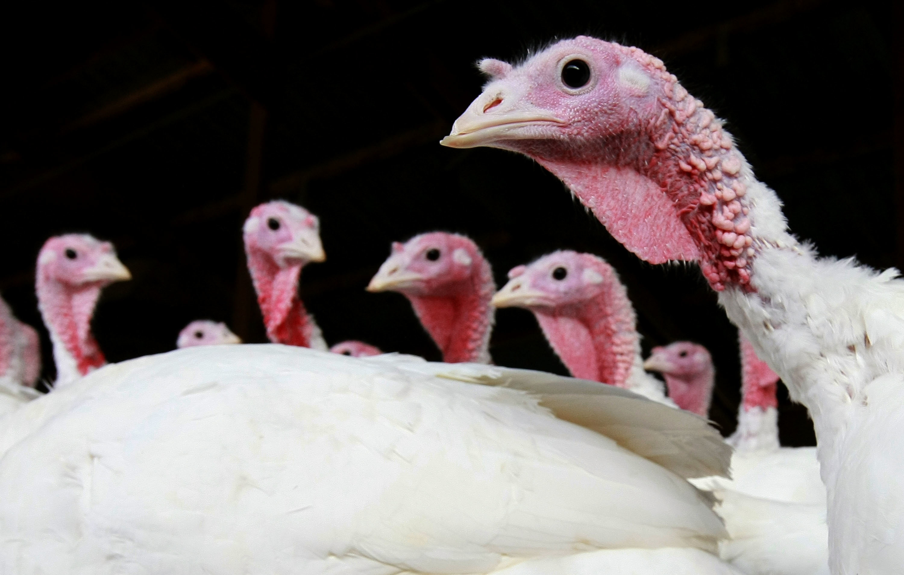 Here's How to Bring Your Thanksgiving Turkey on a Plane | Inverse