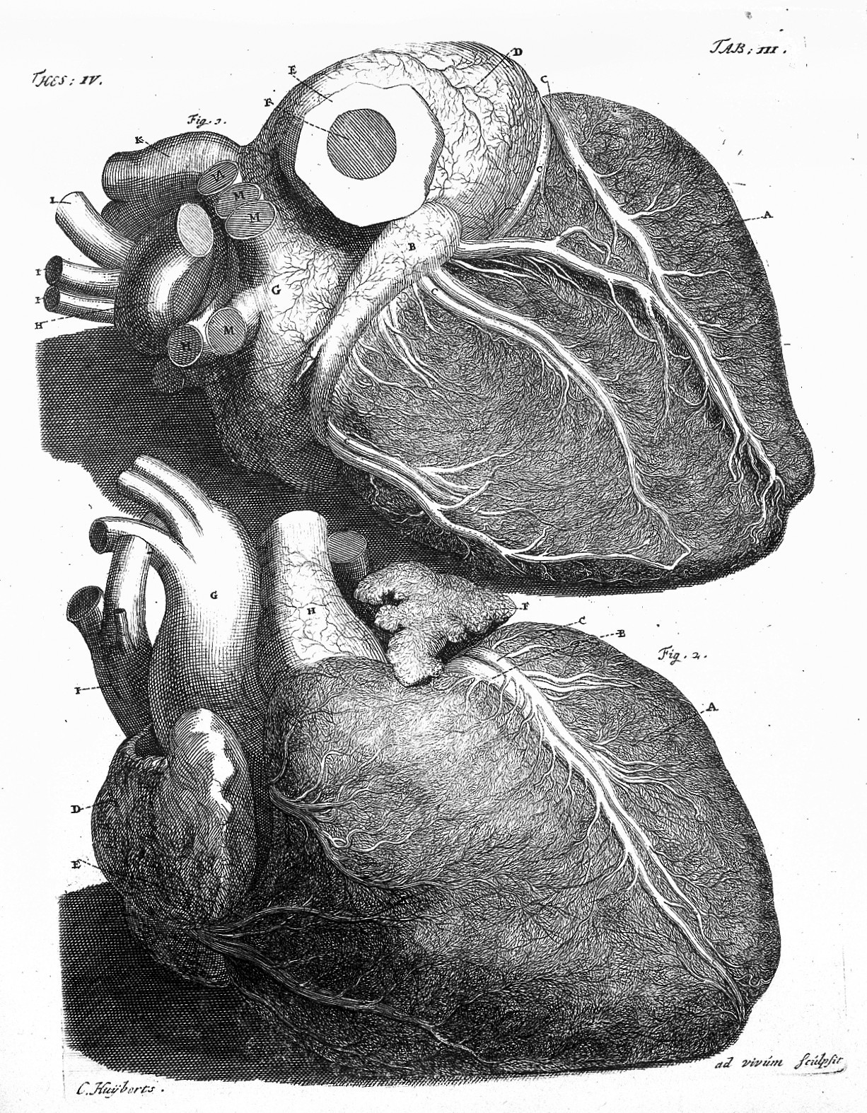 Scientists Grew a Beating Heart From Scratch | Inverse