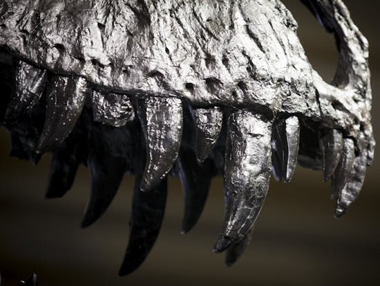 T-Rex’s Railroad Spike Teeth Annihilated Bones | Inverse