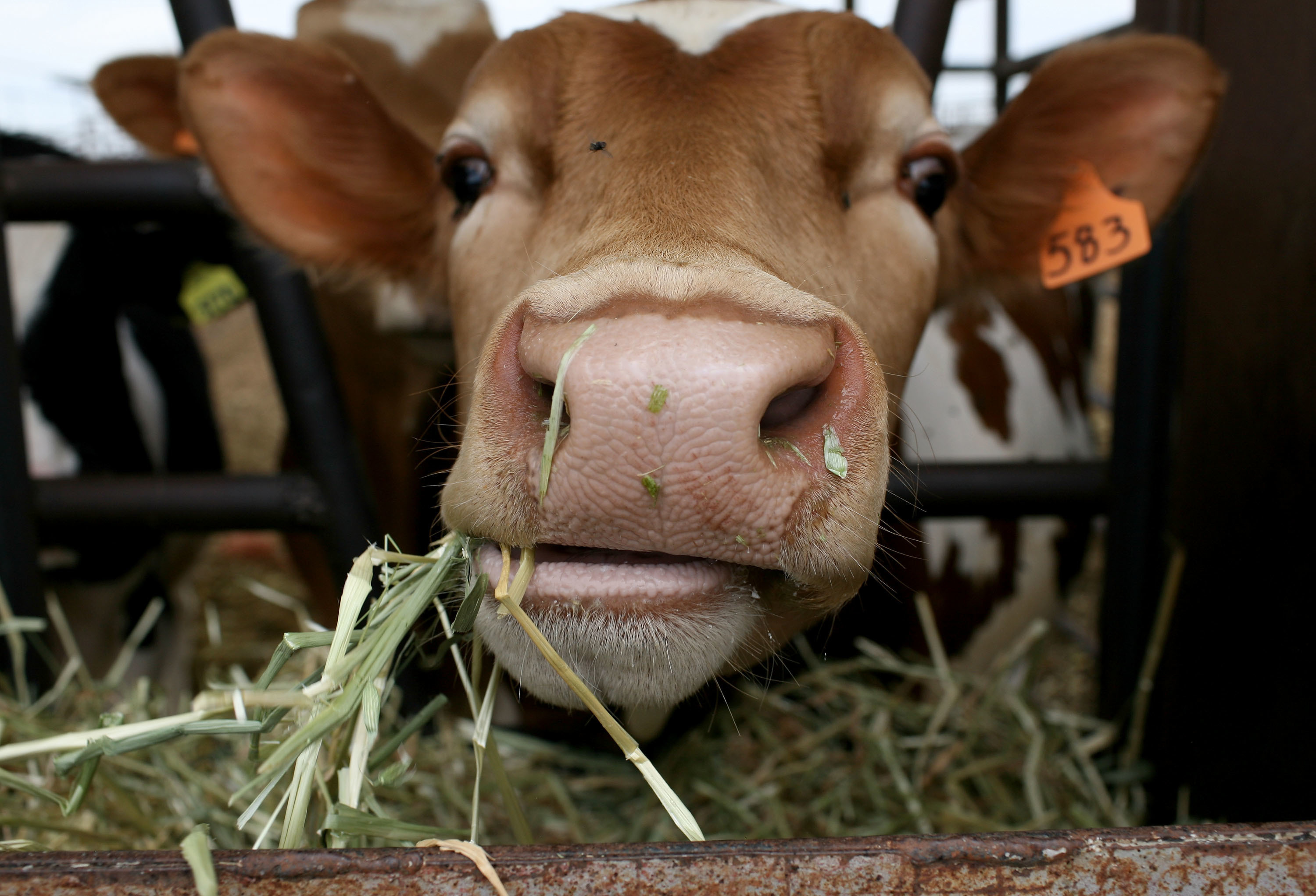 Scientists Are Using Seaweed to Reduce Methane Emissions in Cow Farts ...