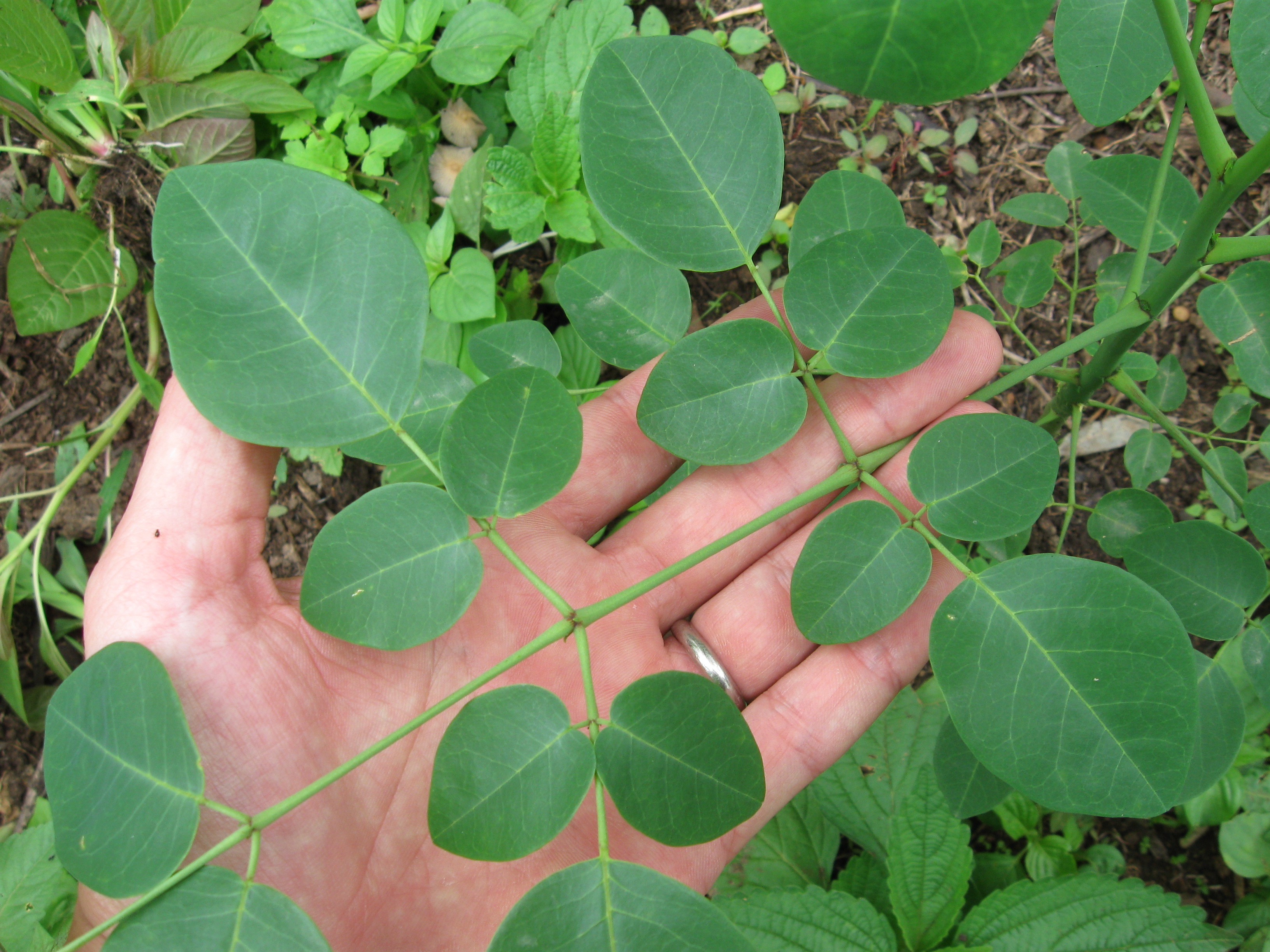 Moringa and Five More Superfoods About to Trend | Inverse