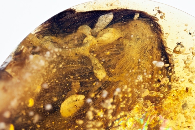 99 Million Year Old Feathered Bird-Like Dinosaur Wing Found in Amber ...