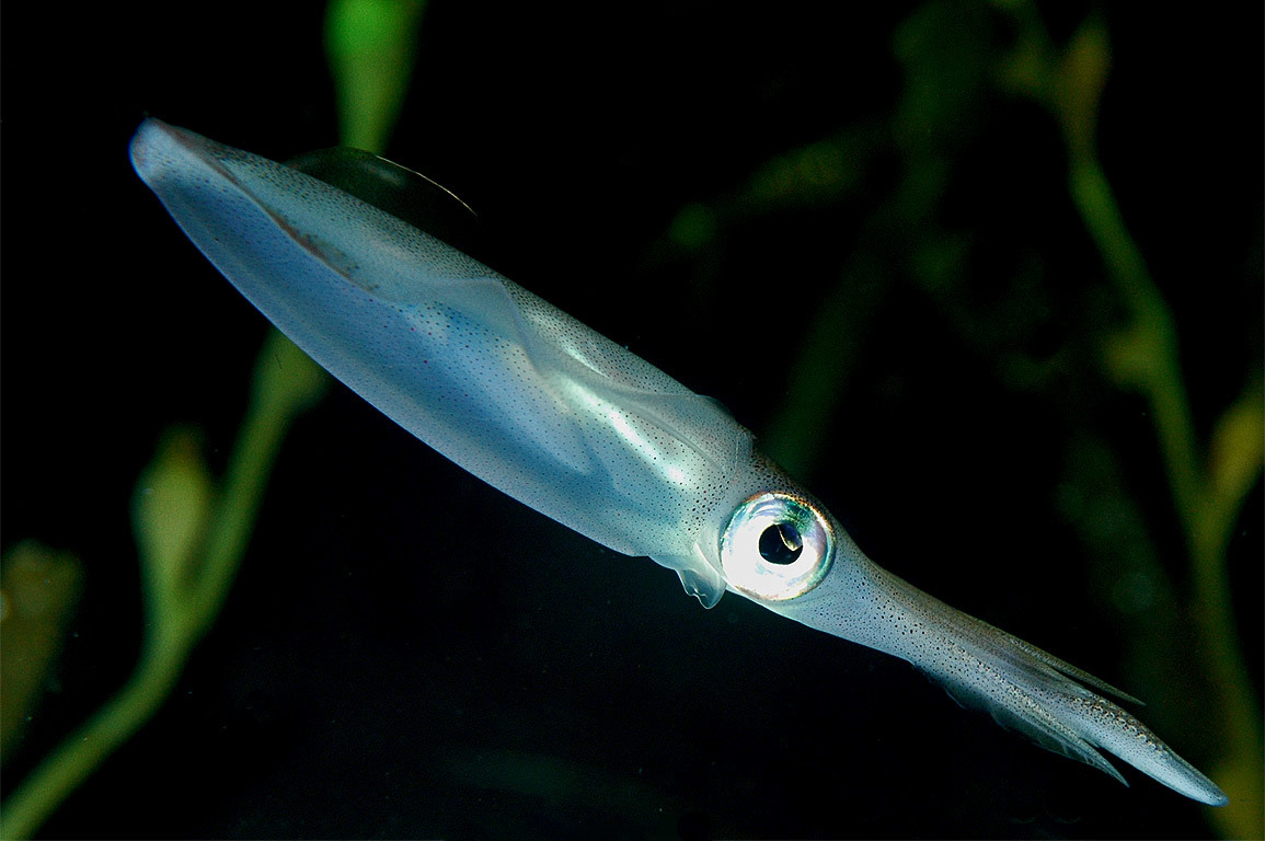 Self-Repairing Squid Tooth Clothes Will Kill the Vintage Store | Inverse