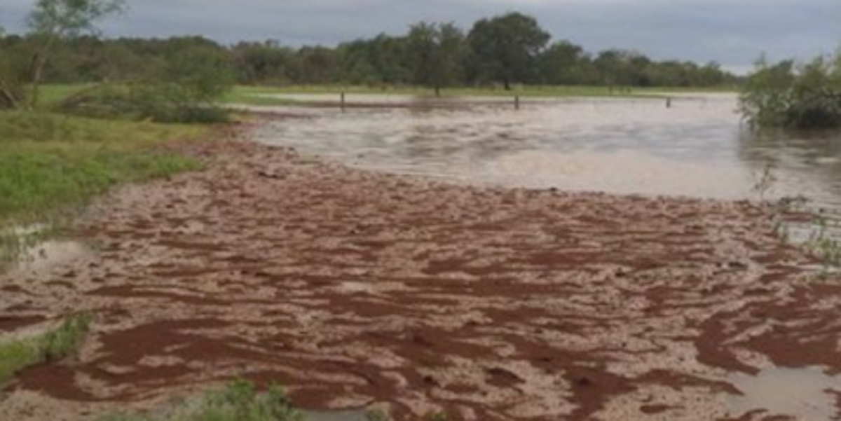 How the Houston Flood Supercharged This Raft of Fire Ants | Inverse