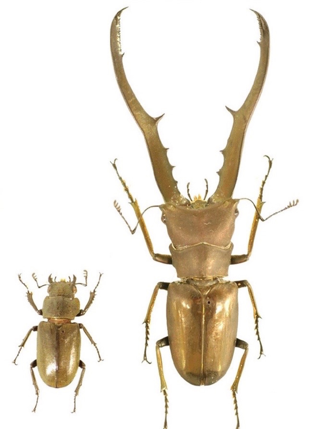 Dung Beetles Are Highlighting The Complexity Of Human Gender Inverse