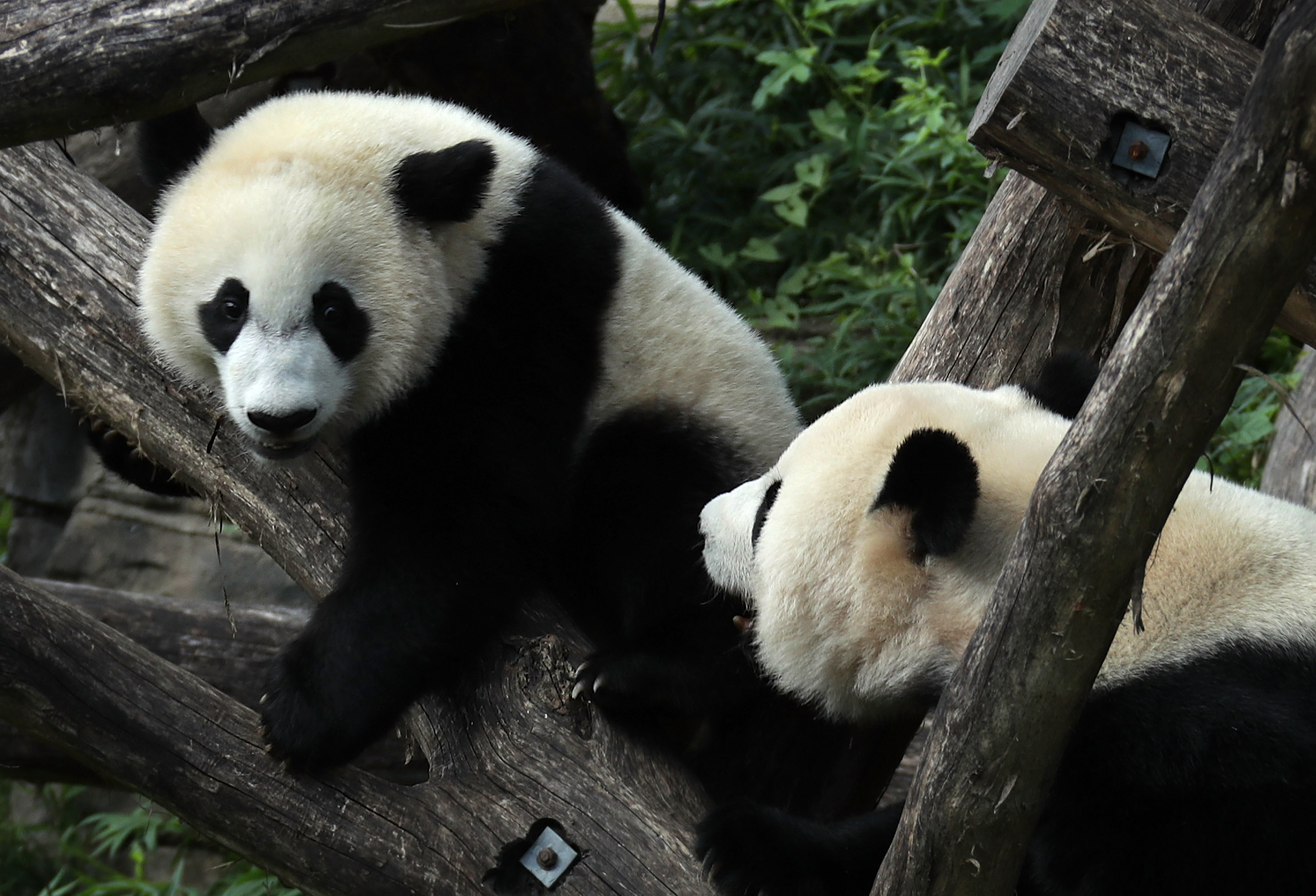 Wilderness Loss Means Gains for Pandas and Humpbacks Are Probably ...