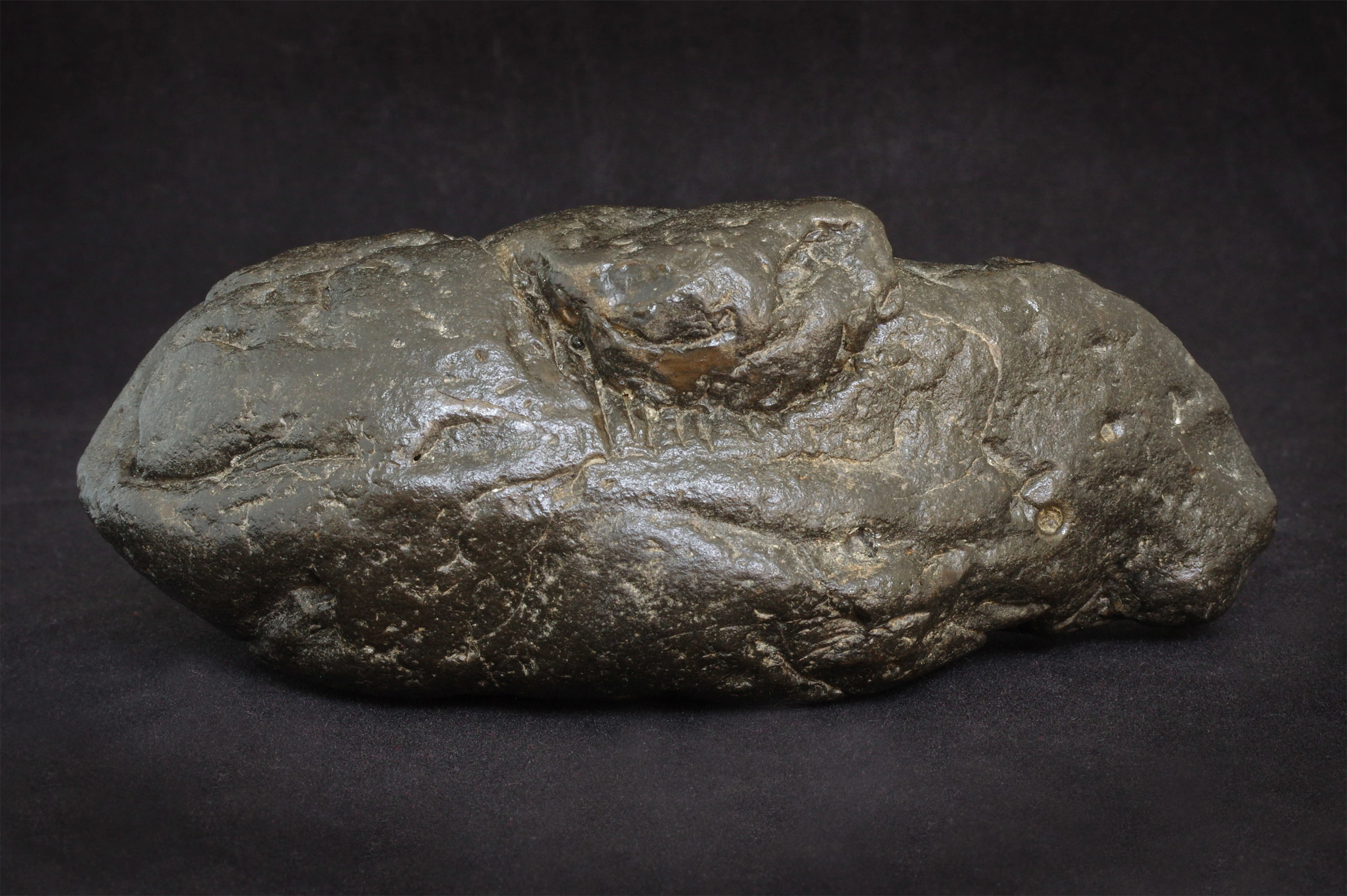 Meet the Man With the World's Best Collection of Fossil Poop | Inverse