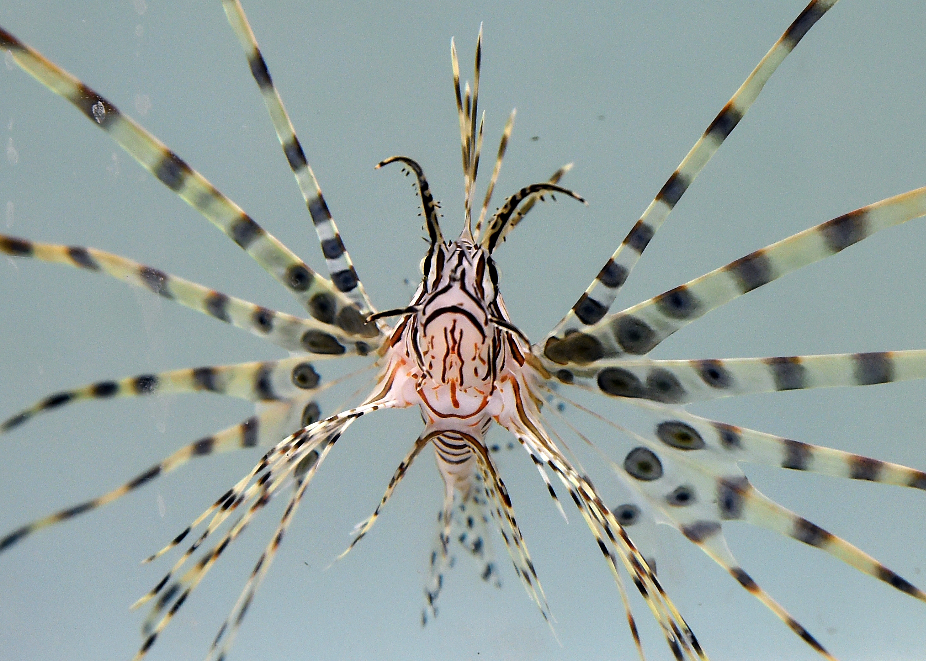 These 5 Invasive Species Are the Responsible, Delicious Future of ...