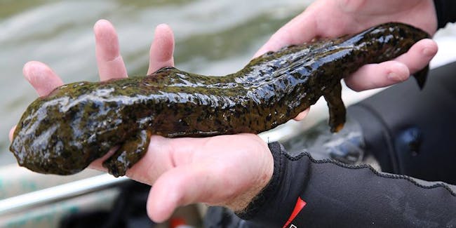 These Photos Prove the Hellbender Salamander Is the World's Greatest ...