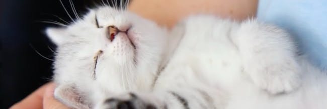 Best Places to Pet a Cat, According to Science | Inverse