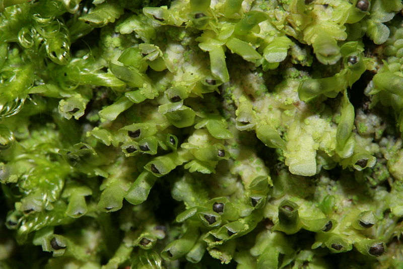 Liverwort: Tasmania Plant Produces Compounds Similar to Marijuana's THC ...