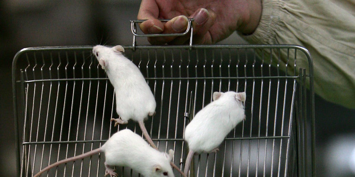 Stanford Researchers Restore Sight to Blind Mice Through Gene Therapy ...